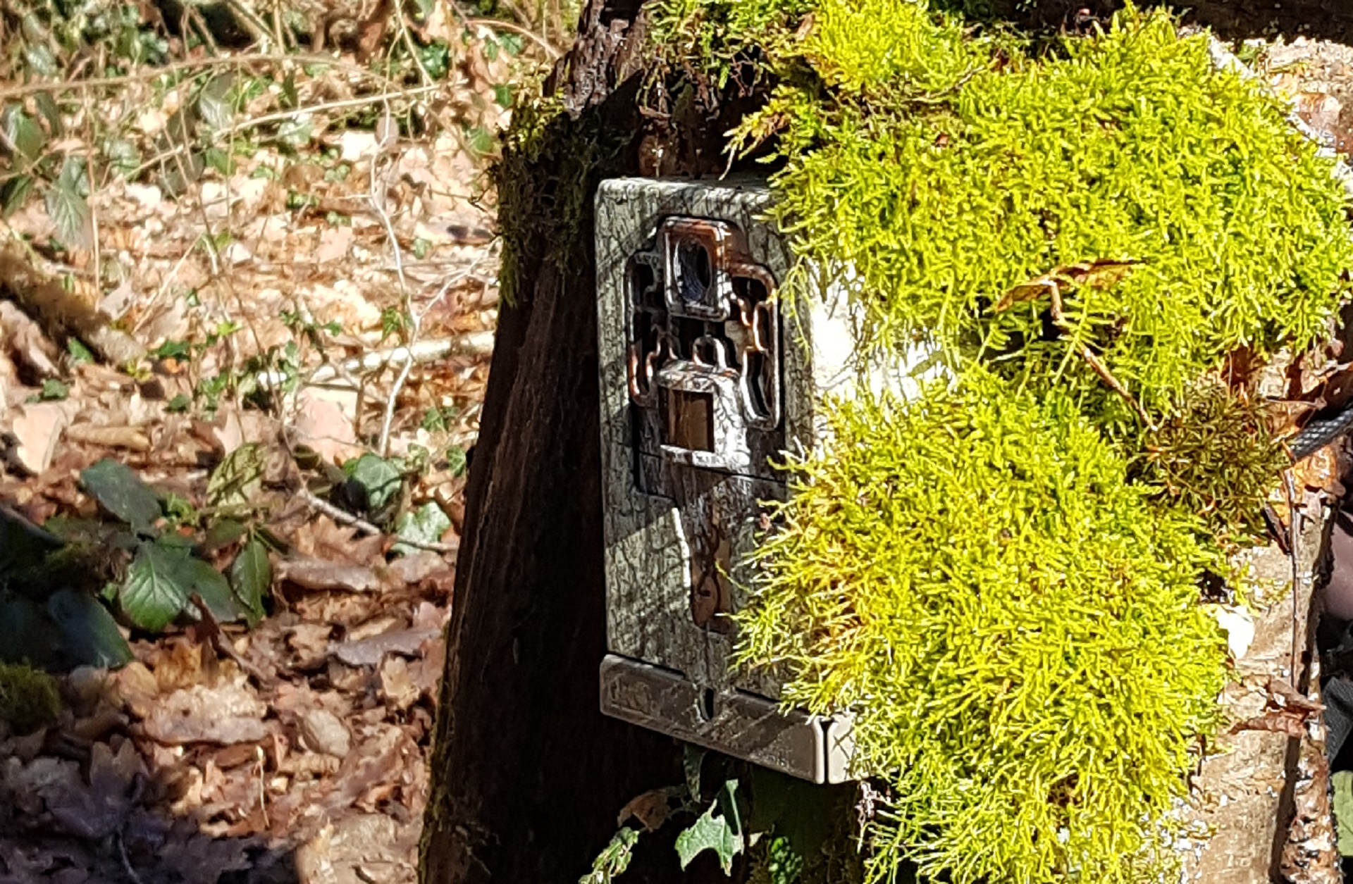 Escapades nature : "Pièges photographiques"