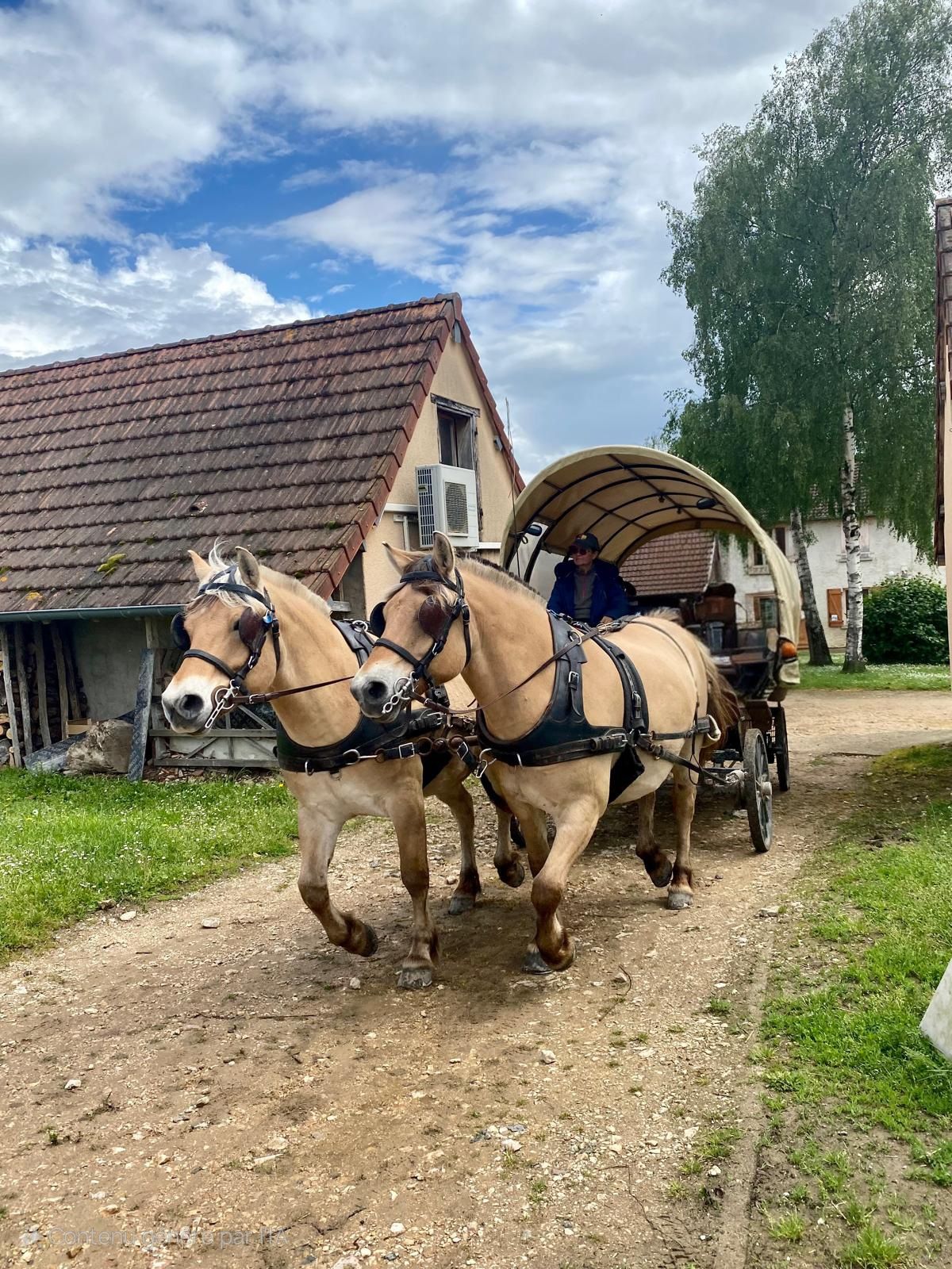 Sortie en calèche et balade en Poney